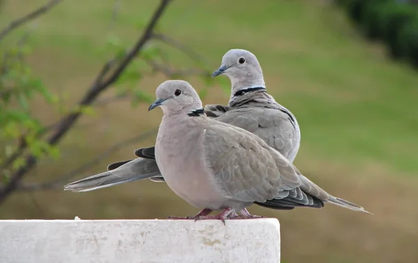 Two pigeons Stock Photos, Royalty Free Two pigeons Images | Depositphotos