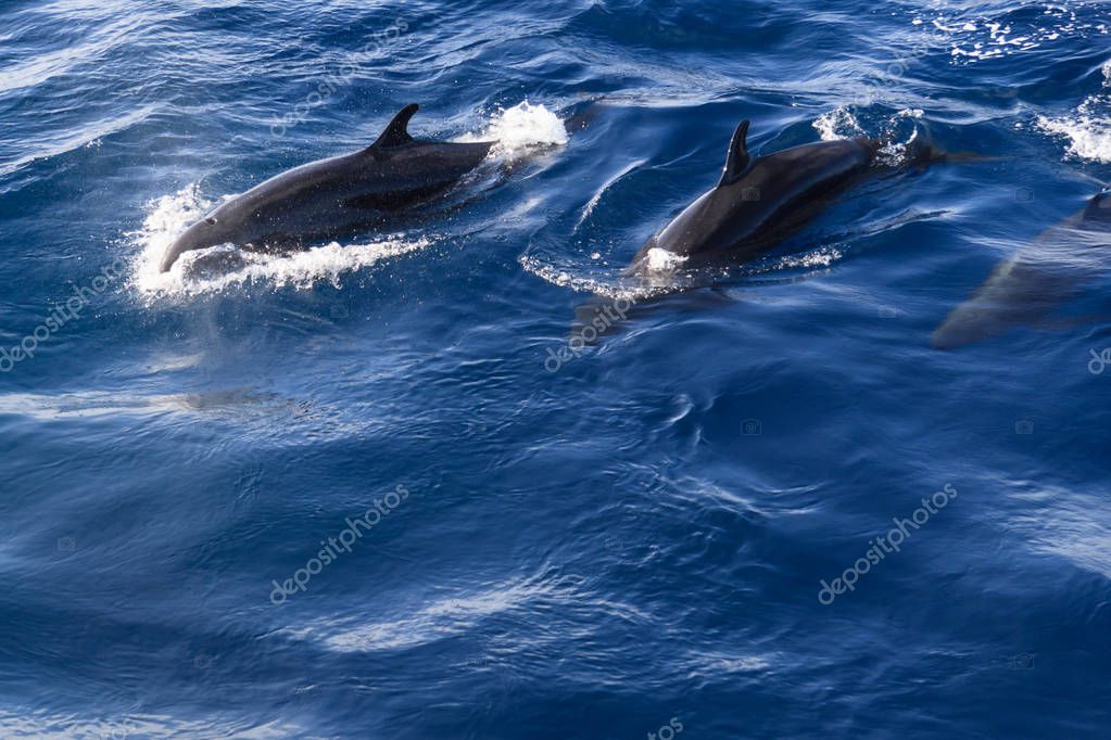 la familia de delfines negros de la rutina en el océano abierto 2023