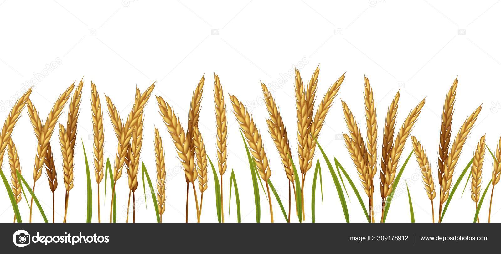 Realistic wheat. Cereals agriculture horizontal border seamless pattern ...