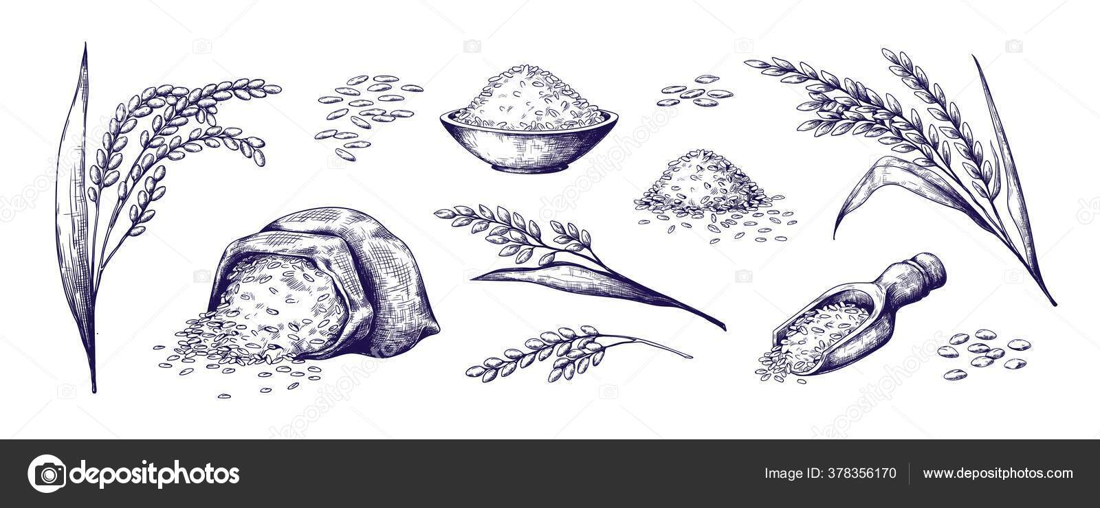 Hand drawn rice. Organic cereal in bag and rice porridge in bowl ...