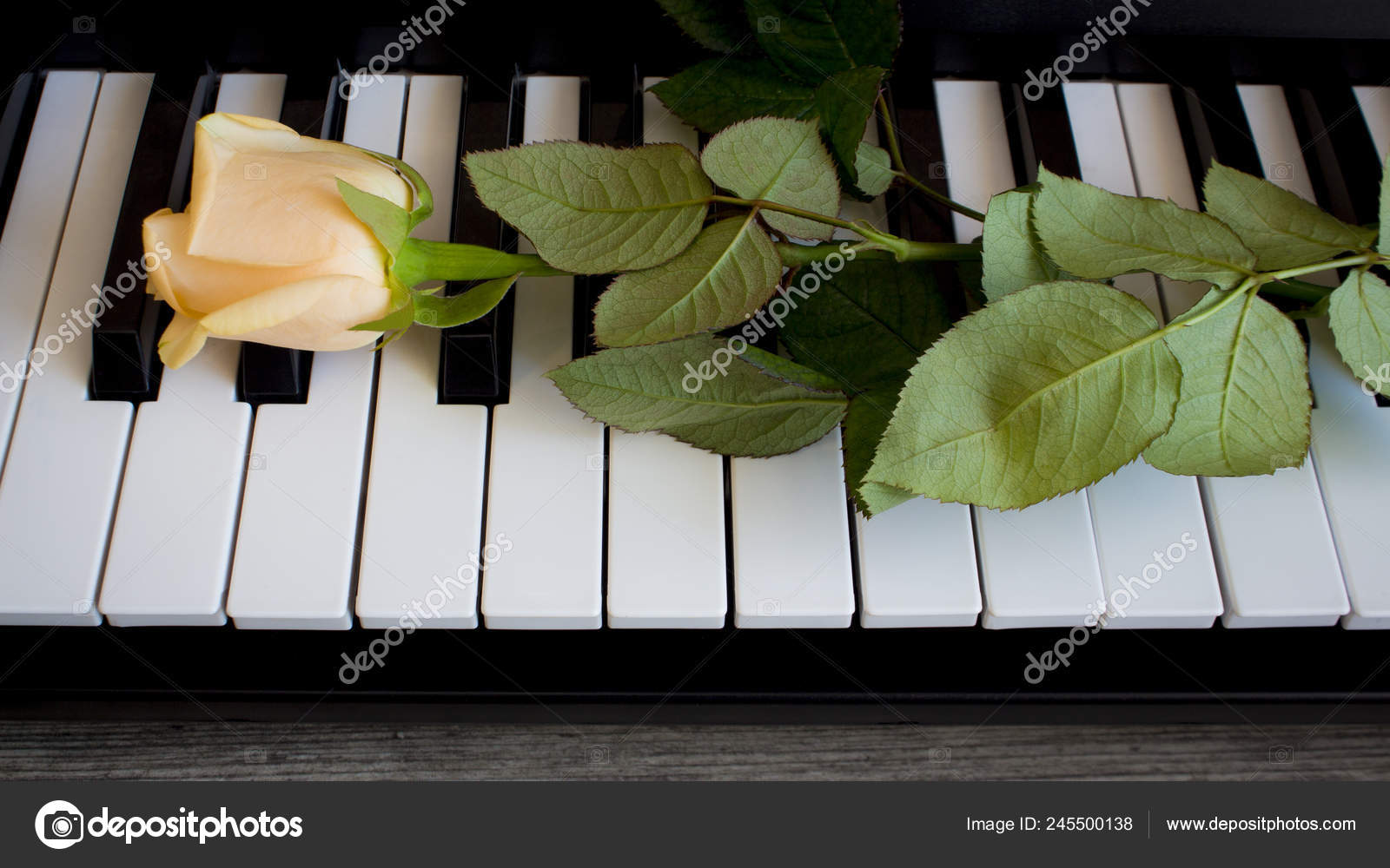 Black And White Photography Roses On Pianos