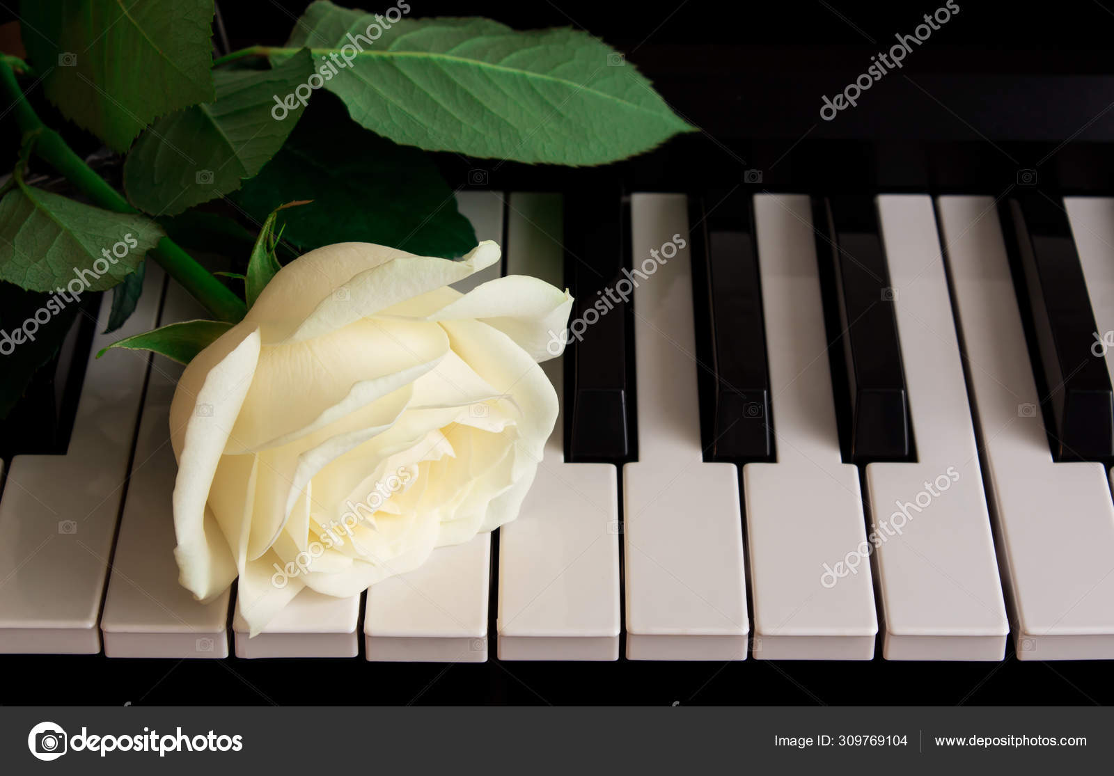 A beautiful white rose on the piano. Celebration, congratulations ...
