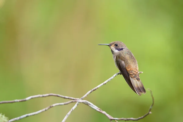 exotic bird Brown Violetear, Colibri delphinae, Colibr Pardo - Stock Image - Everypixel