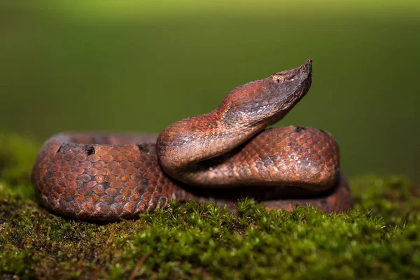 Rainforest Hog-nosed Pit Viper snake, Porthidium nasutum, Tamag - Stock ...