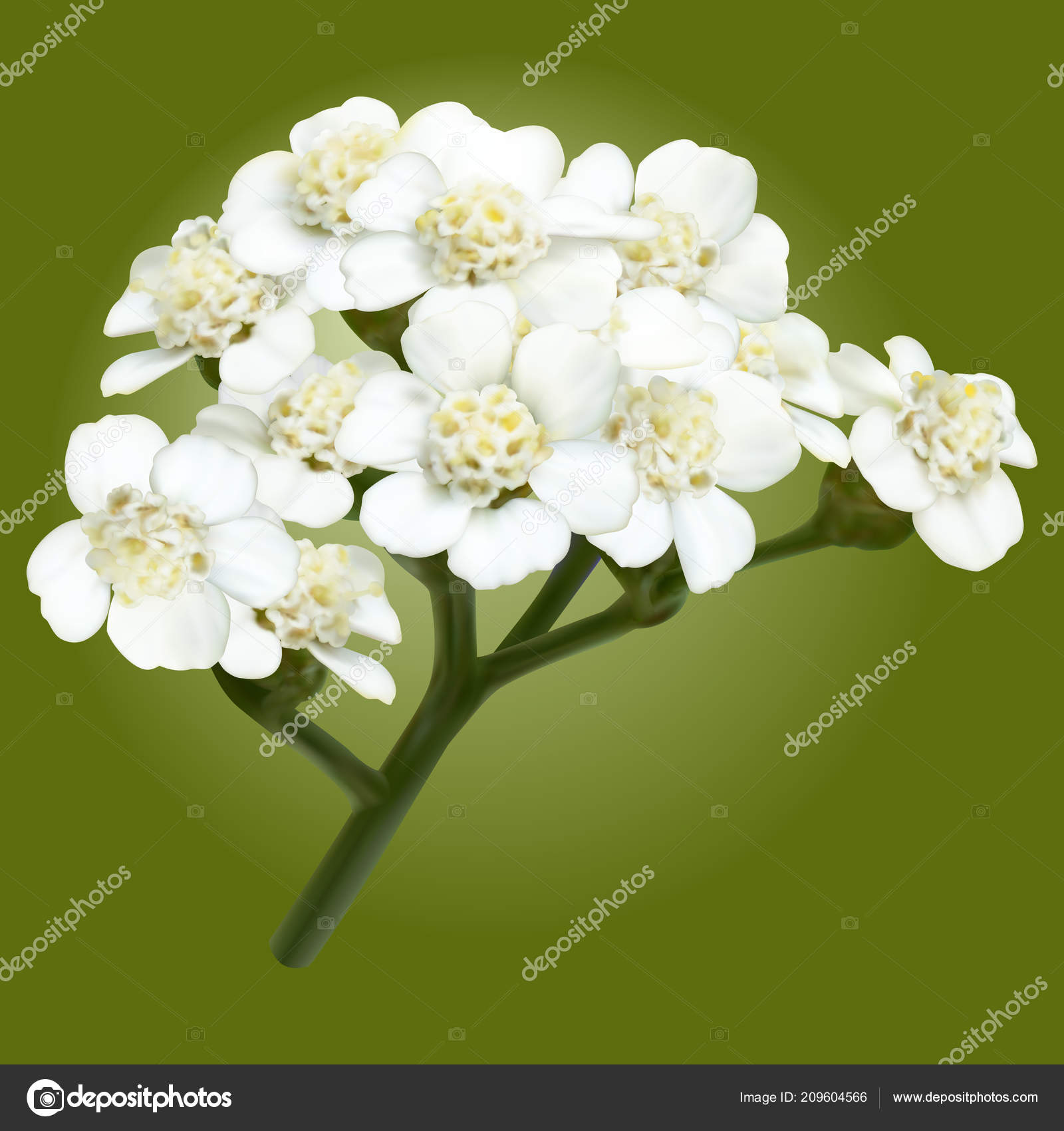 Common Yarrow Flowers Mesh Stock Vector by ©O.Savchyn 209604566