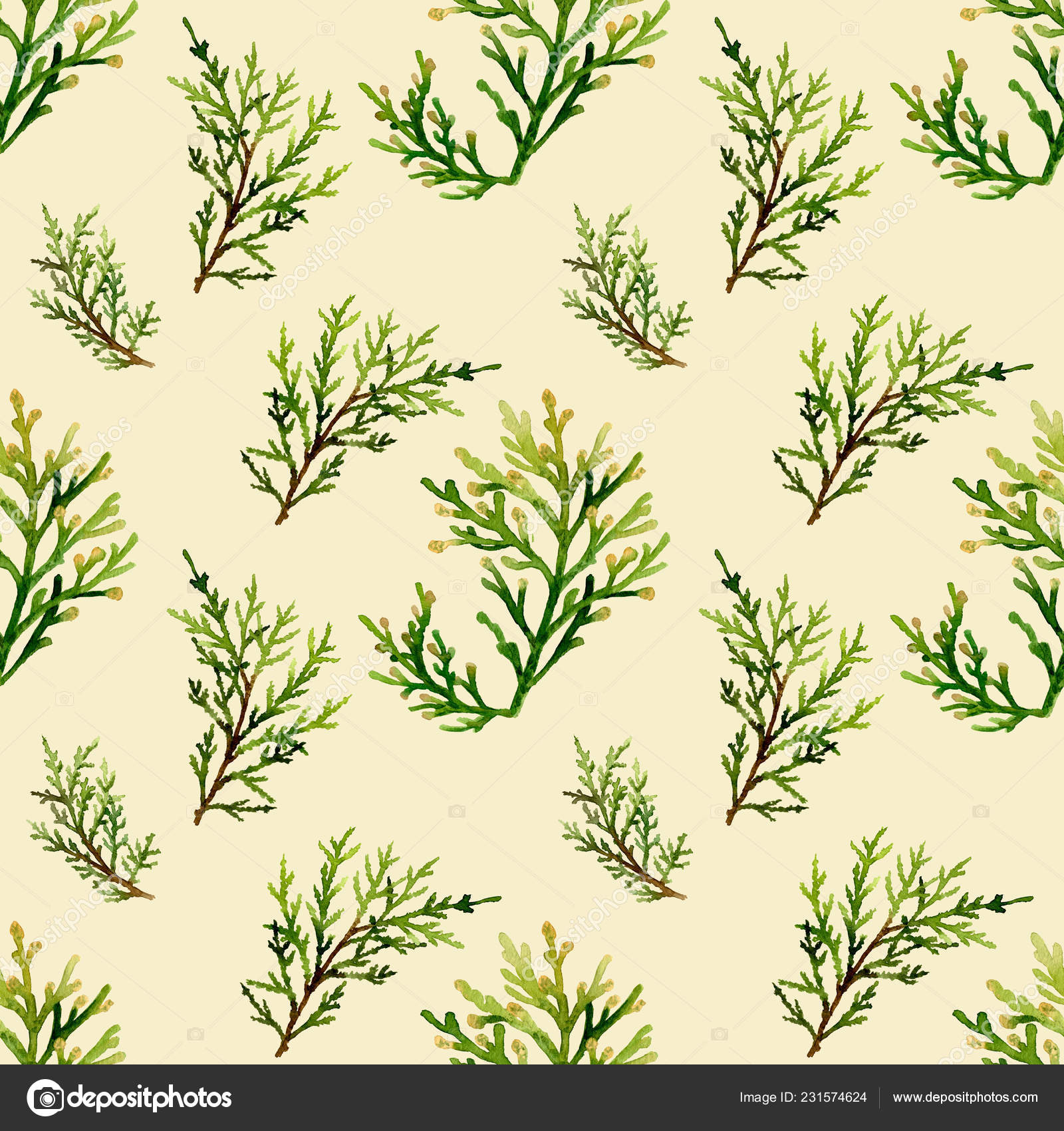 Thuja Juniper Sprigs Pattern Hand Painted Watercolor Isolated Beige ...