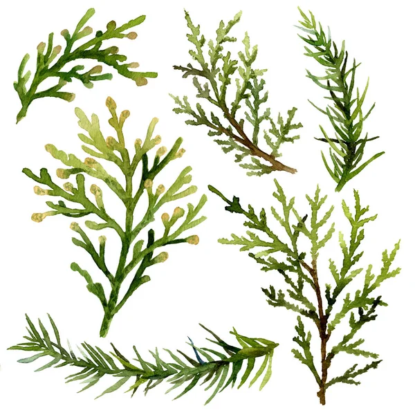 Thuja Juniper Sprigs Pattern Hand Painted Watercolor Isolated Beige ...