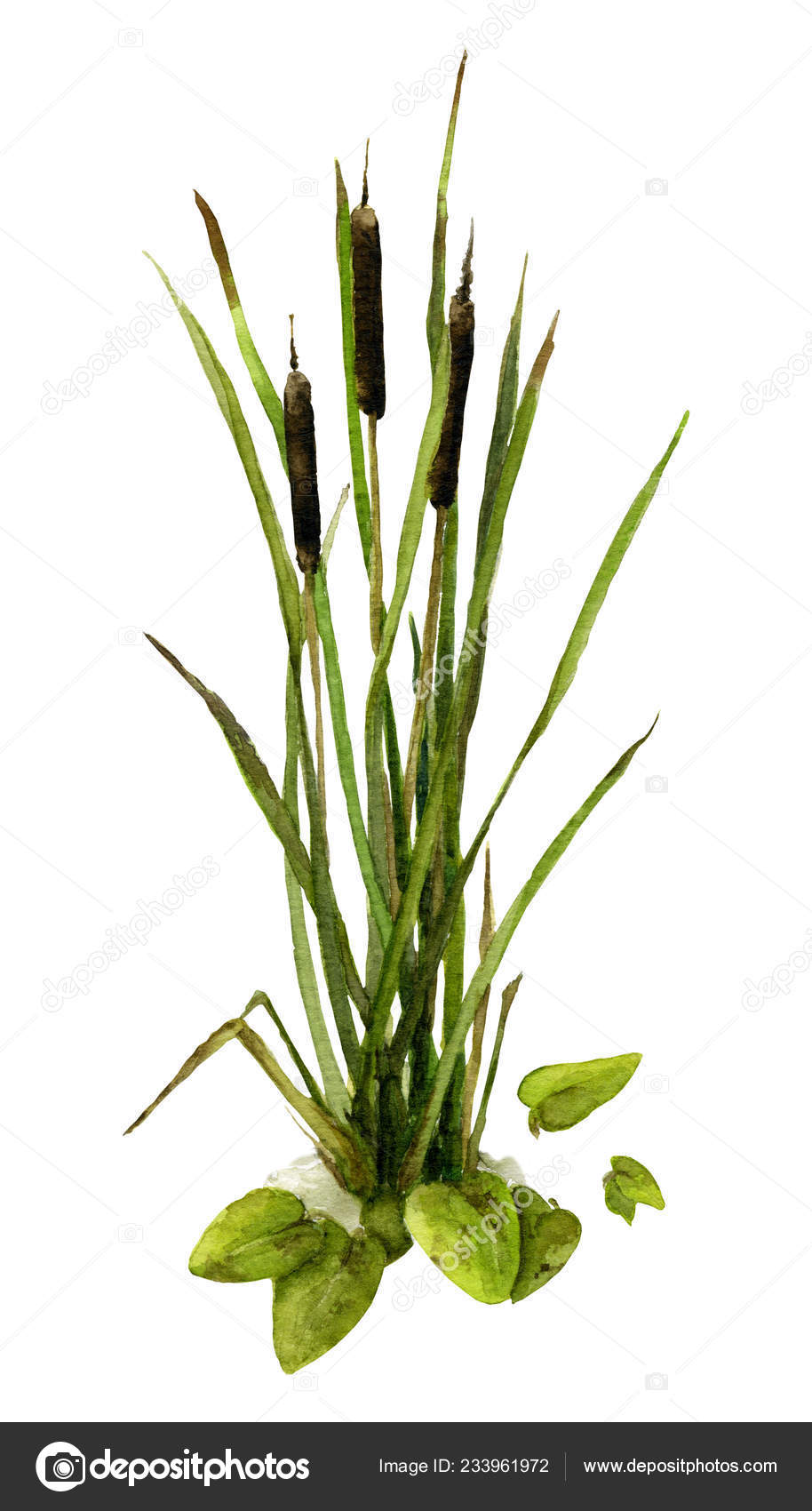 Reed Mace