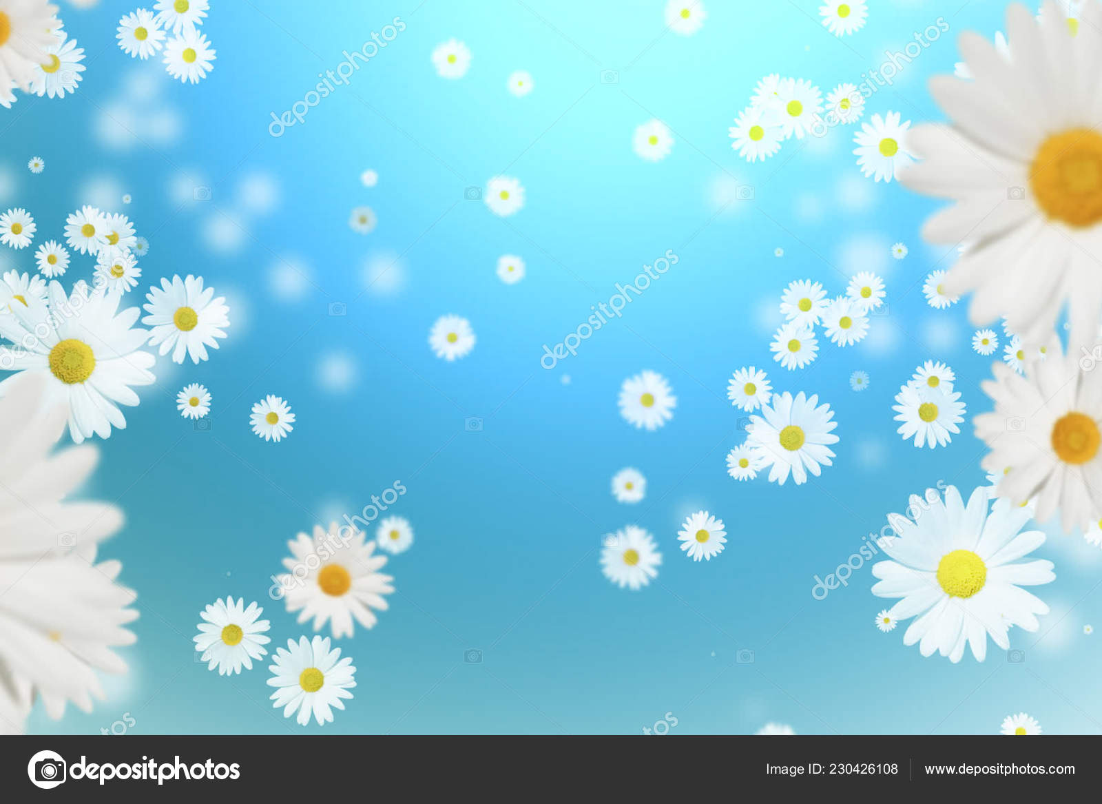 Daisies Blue Background Falling Daisies Stock Photo by ©hlalex 230426108
