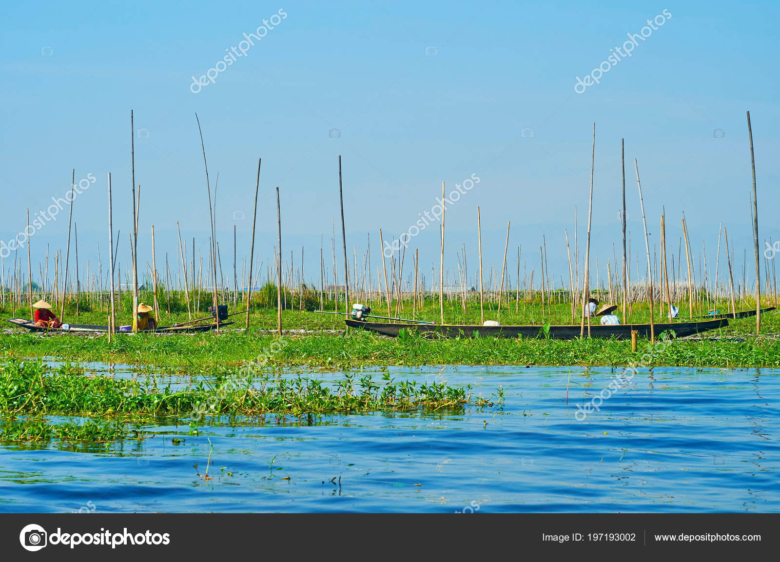 Workers Floating Farms Work Canoe Boats Inle Lake Green Plants — Stock ...