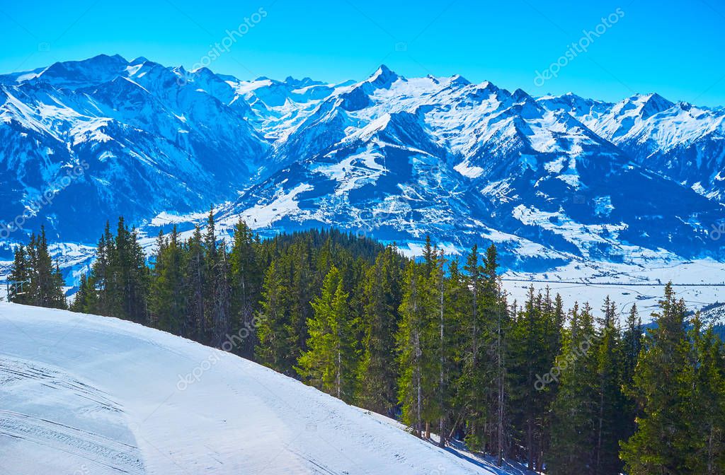 El bosque de abetos en la ladera de la montaña Schmitten, Zell am See ...