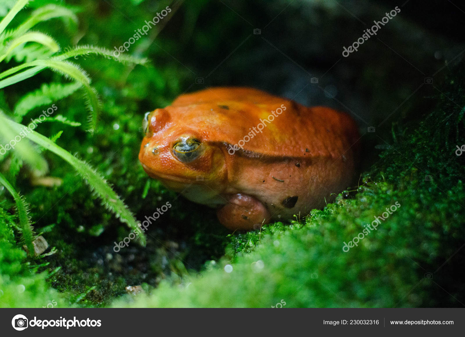 Dyscophus Antongilii Madagascar Tomato Frog Species Frog Family ...