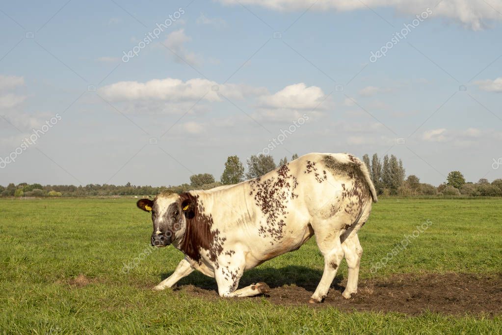 Vaca de res arrodillada o vaca de res en ascenso, manchada de marrón ...