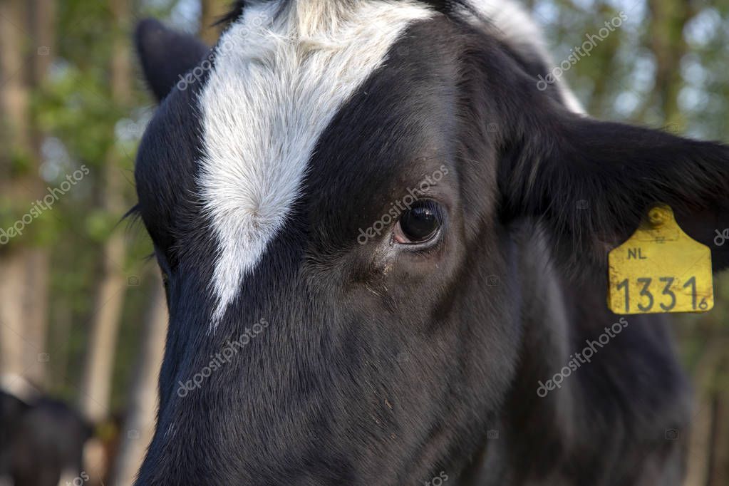 Primer plano de la cara, el ojo, una vaca Holstein en blanco y negro. 2024