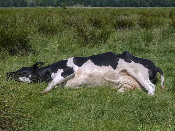 Pasture cows Stock Photos, Royalty Free Pasture cows Images | Depositphotos