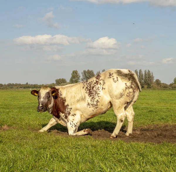 Kneeling cow Stock Photos, Royalty Free Kneeling cow Images | Depositphotos