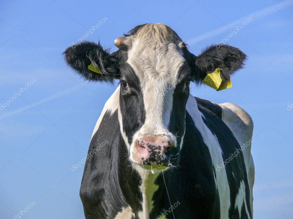 Vista frontal de una vaca con un tocón de cuerno bulboso y orejas ...