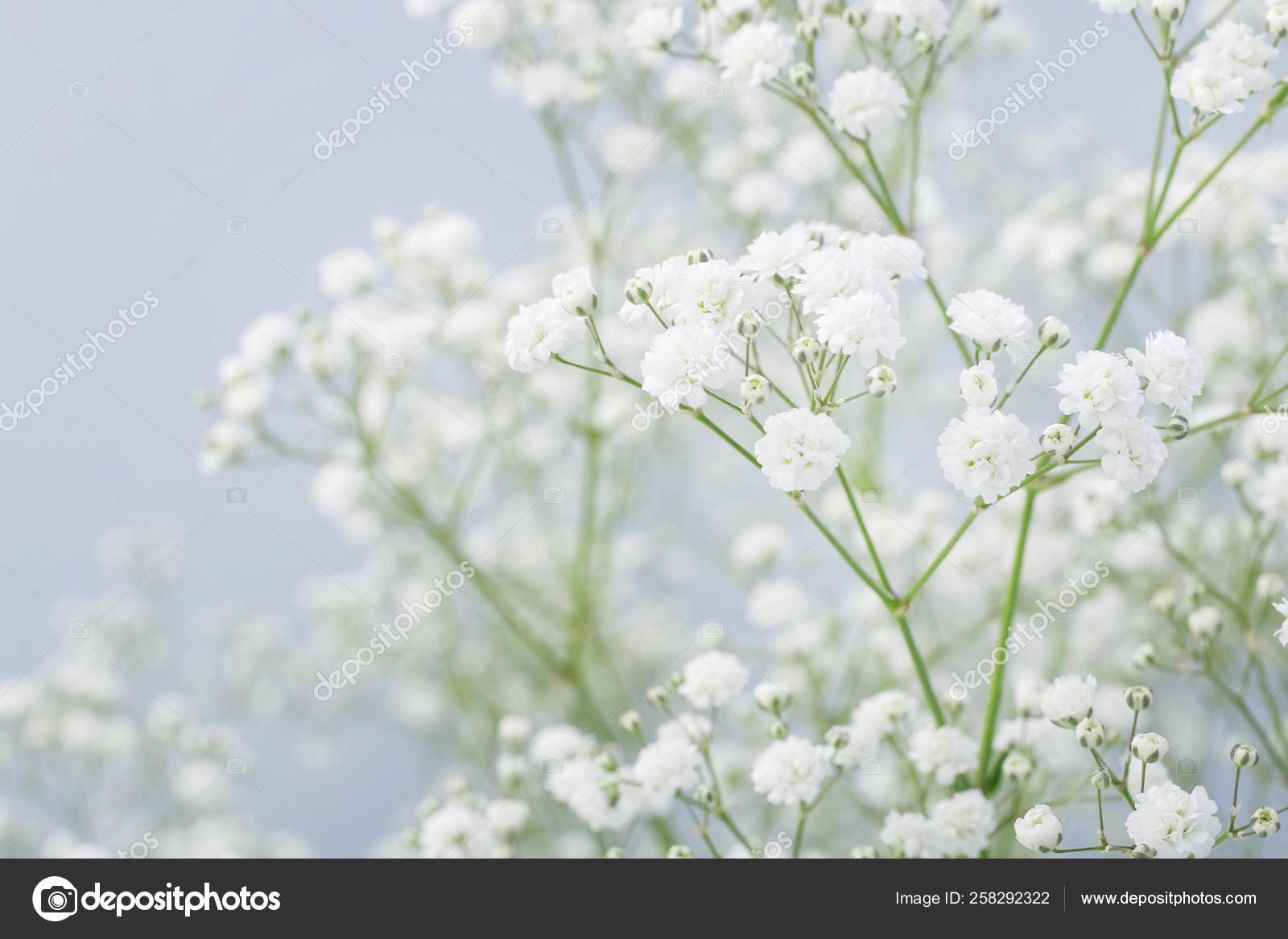 Background with tiny white flowers (gypsophila paniculata) — Stock ...