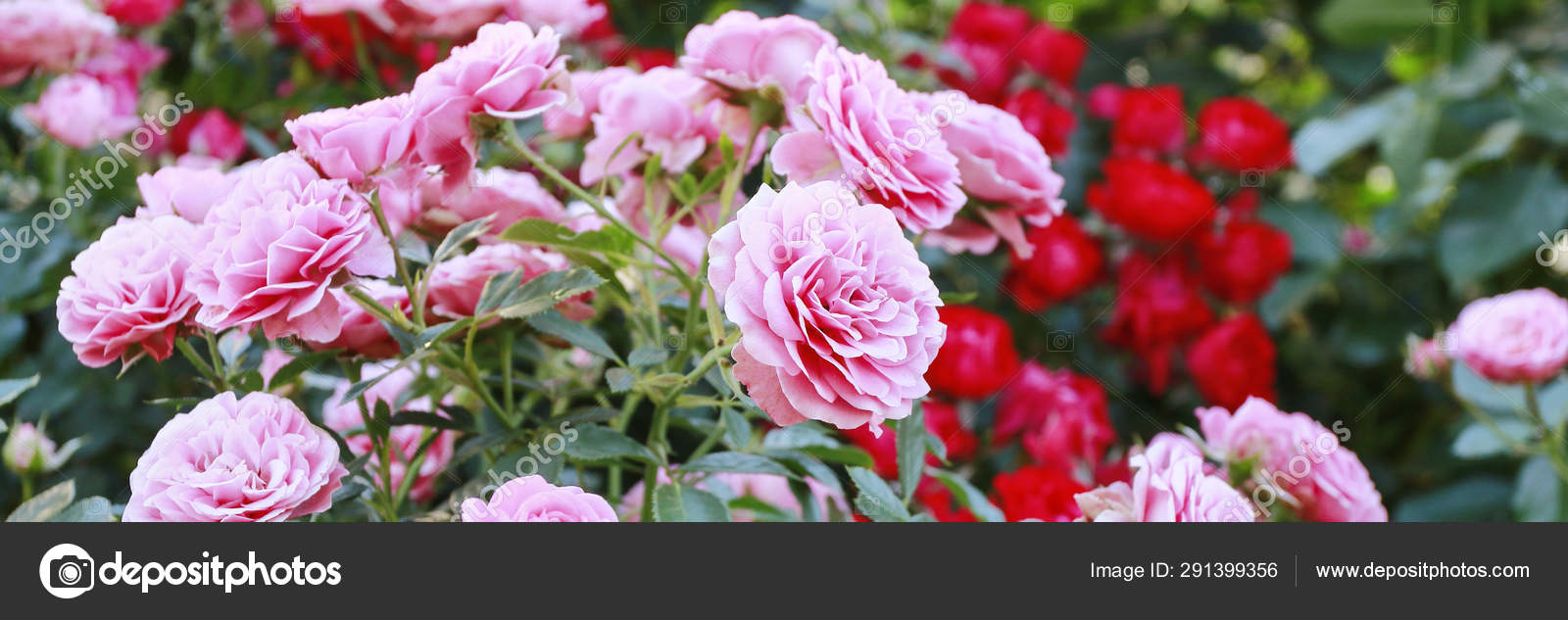 Rose bush in the garden. Stock Photo by ©agneskantaruk 291399356