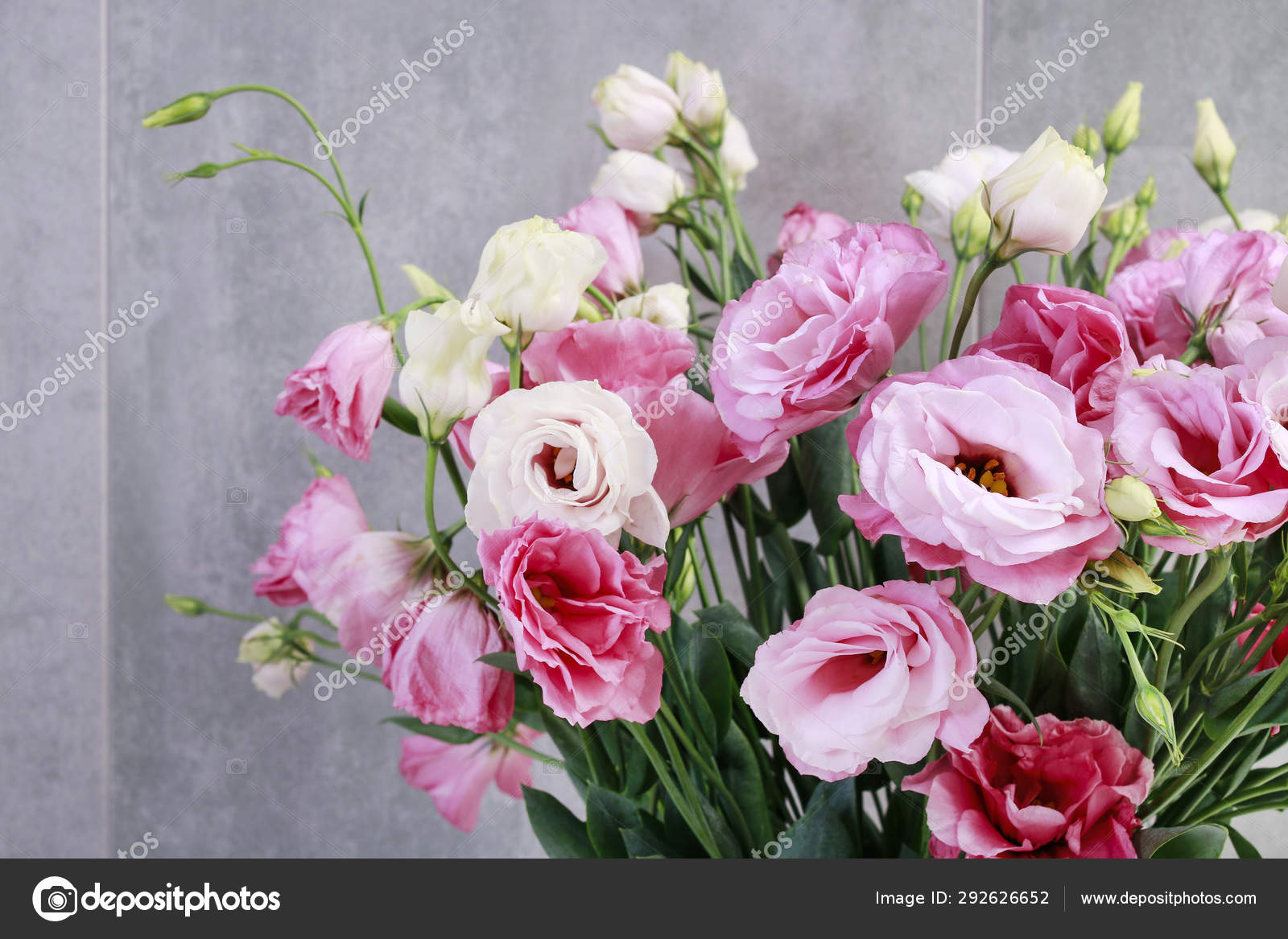 Flores de lisianto rosa (eustoma) .: fotografía de stock ...