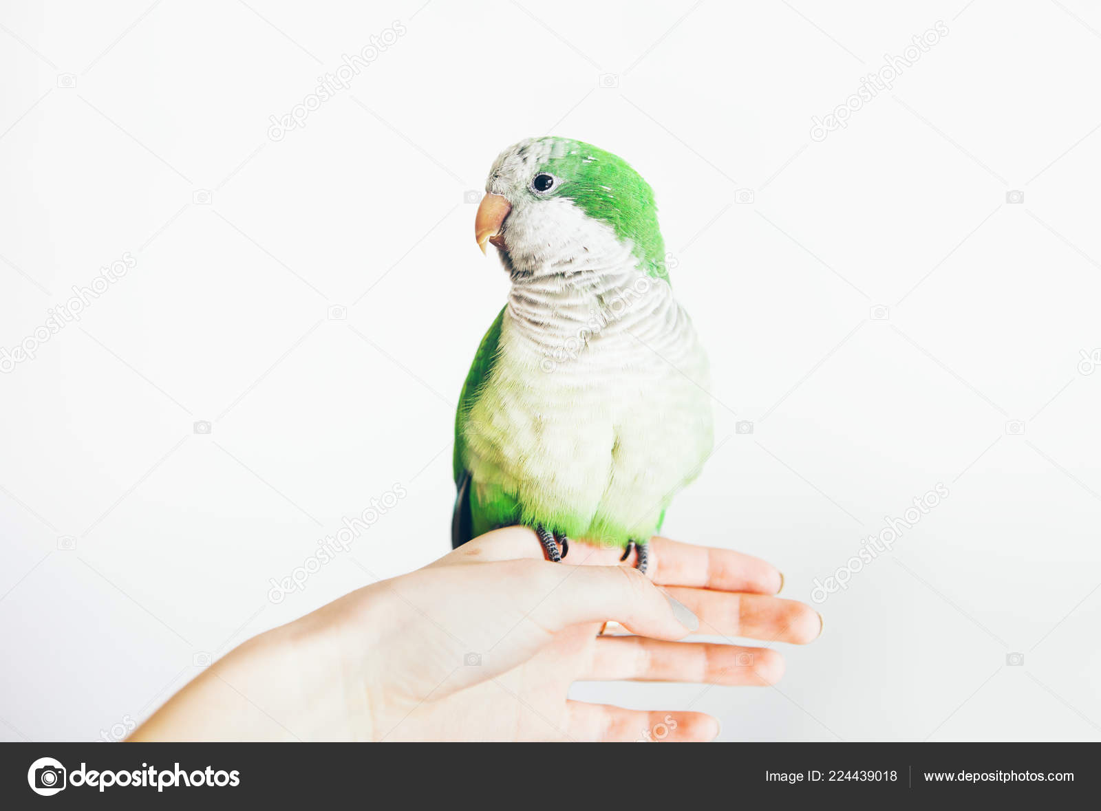 White Quaker Parrot
