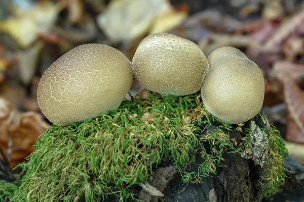 Saprophytes Stock Photos, Royalty Free Saprophytes Images | Depositphotos®