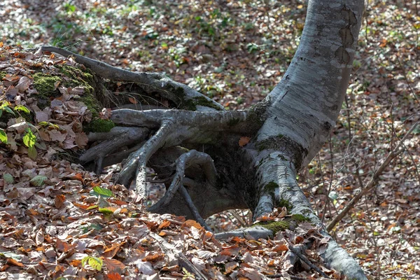 Fallen limb Stock Photos, Royalty Free Fallen limb Images | Depositphotos