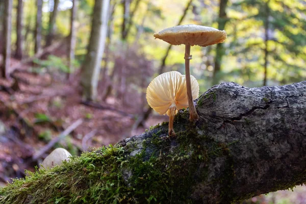 Saprophytes Stock Photos, Royalty Free Saprophytes Images | Depositphotos®