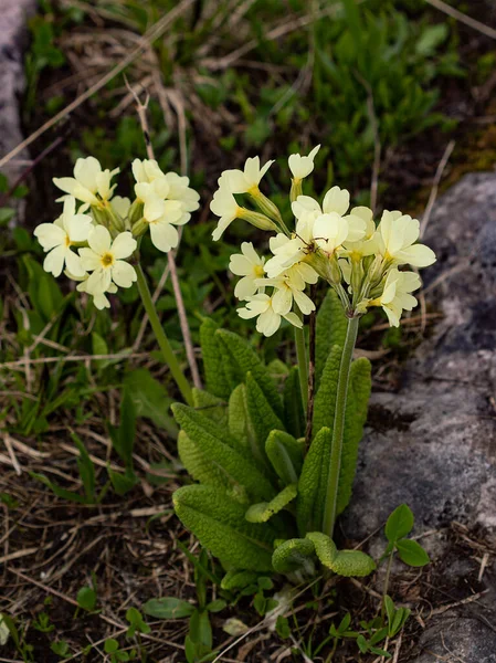 Primula acaulis Stock Photos, Royalty Free Primula acaulis Images ...