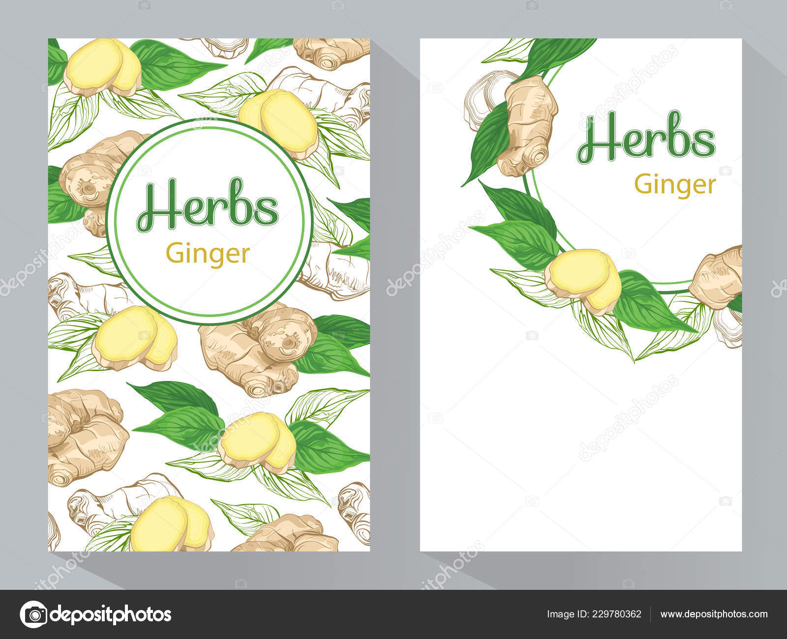 Herbs Ginger Vertical Banners Ginger Root Ginger Leaves Frame Vector ...