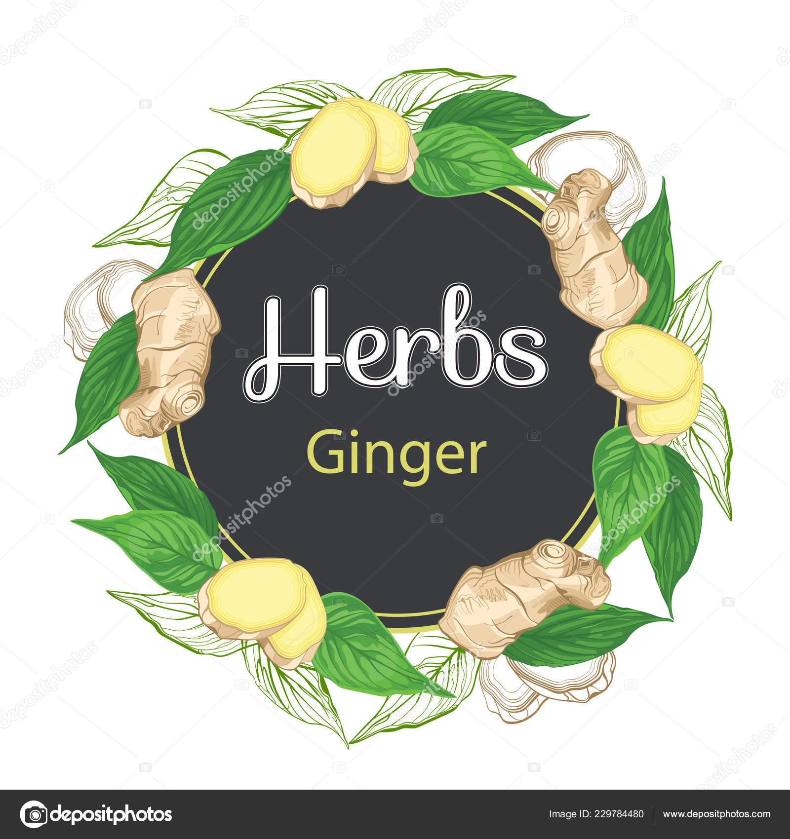 Vector Hand Drawn Frame Fresh Ginger Root Ginger Leaves Hand Stock ...