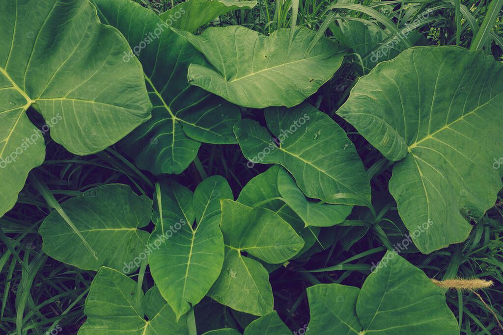 Textura de hoja verde. Textura de la hoja fondo 2022