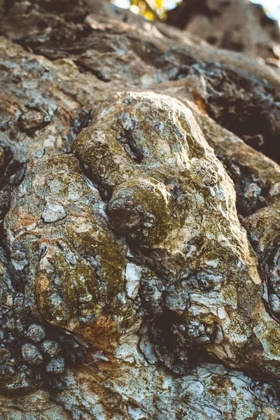 Knotty tree Stock Photos, Royalty Free Knotty tree Images | Depositphotos®