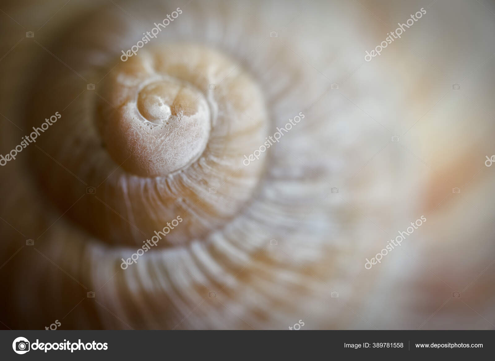 Close Empty Snail Shell — Stock Photo © heiko119 #389781558