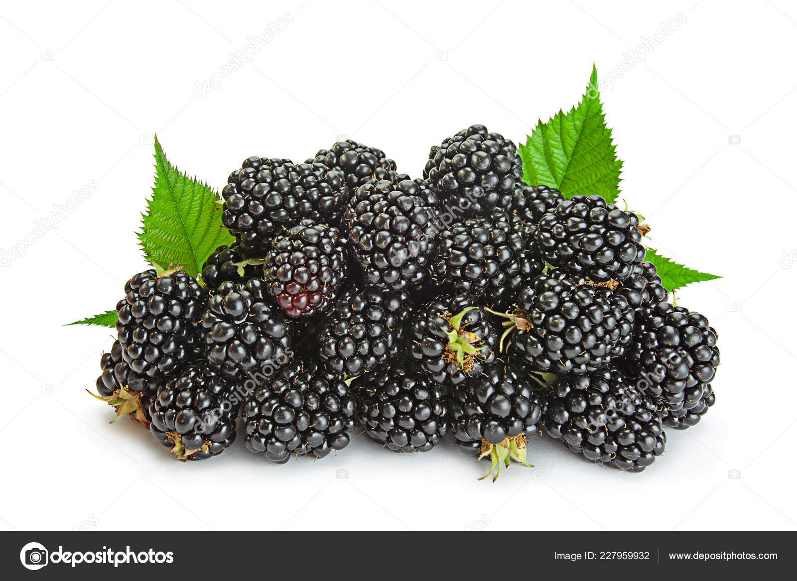 White Blackberry Fruit