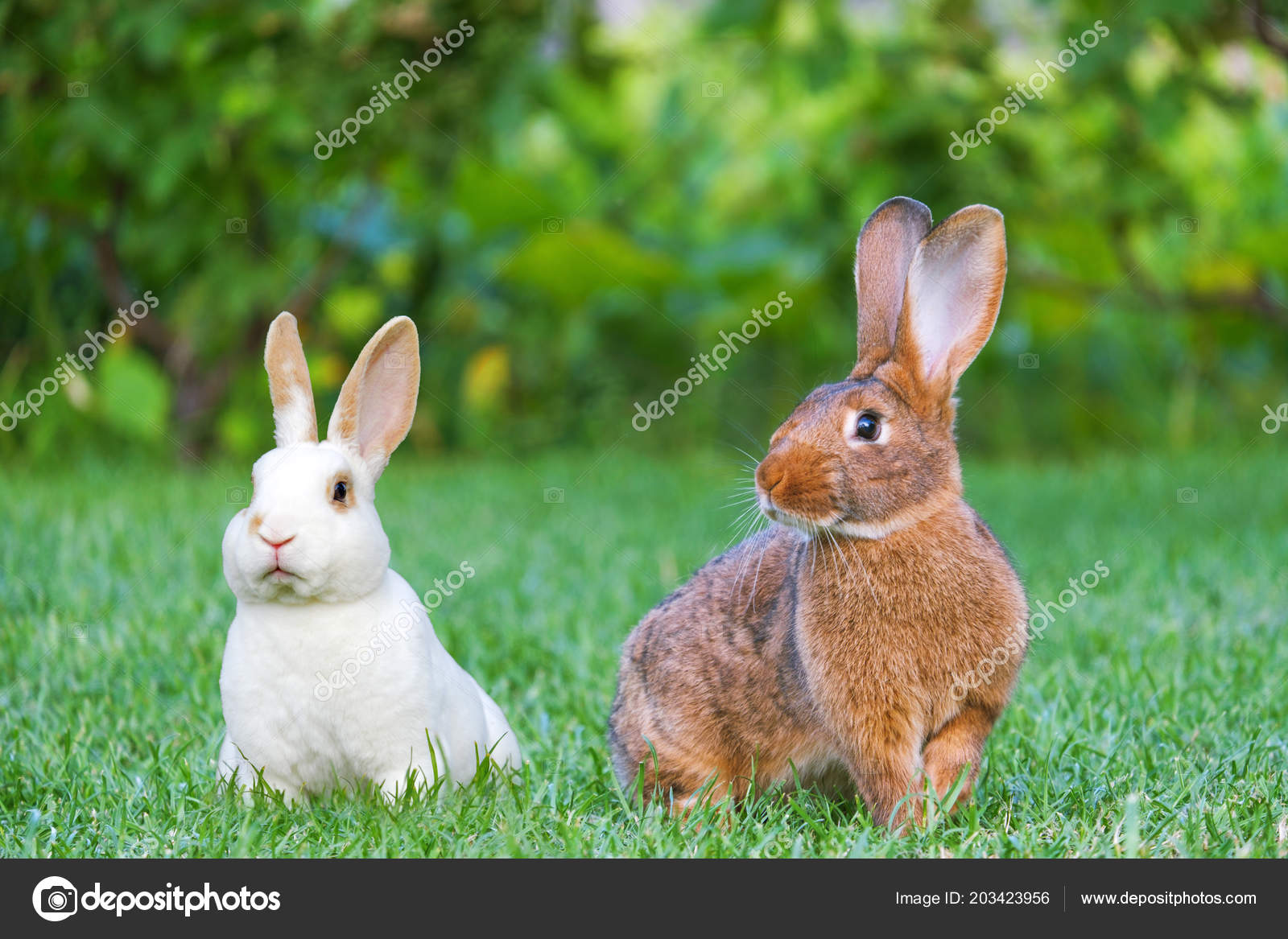 Brown And White Bunnies