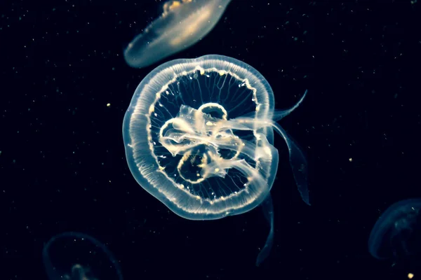 Black jelly Stock Photos, Royalty Free Black jelly Images | Depositphotos