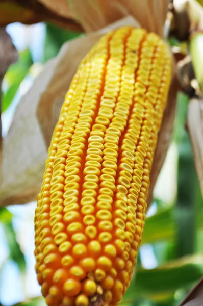 Maize in a natural environment before harvest - Stock Image - Everypixel