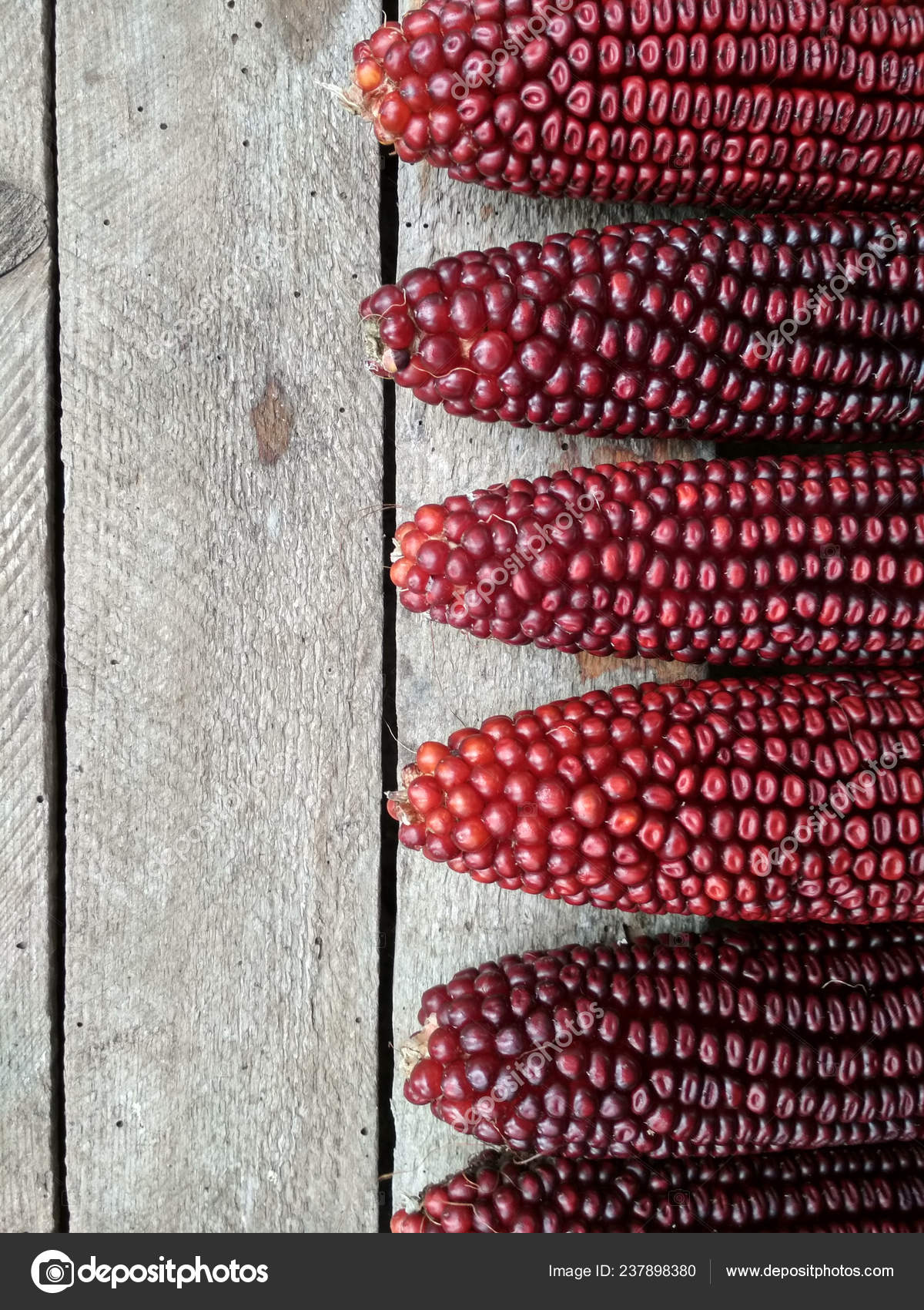 Background Image Closeup Corn Crop — Stock Photo © Fokus2017 #237898380