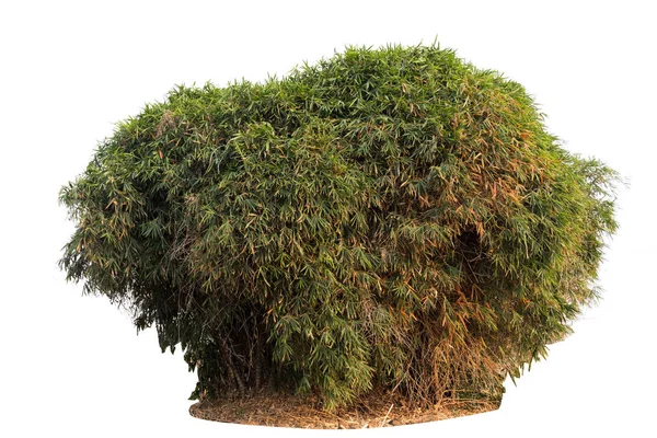 Wig tree images libres de droit, photos de Wig tree | Depositphotos