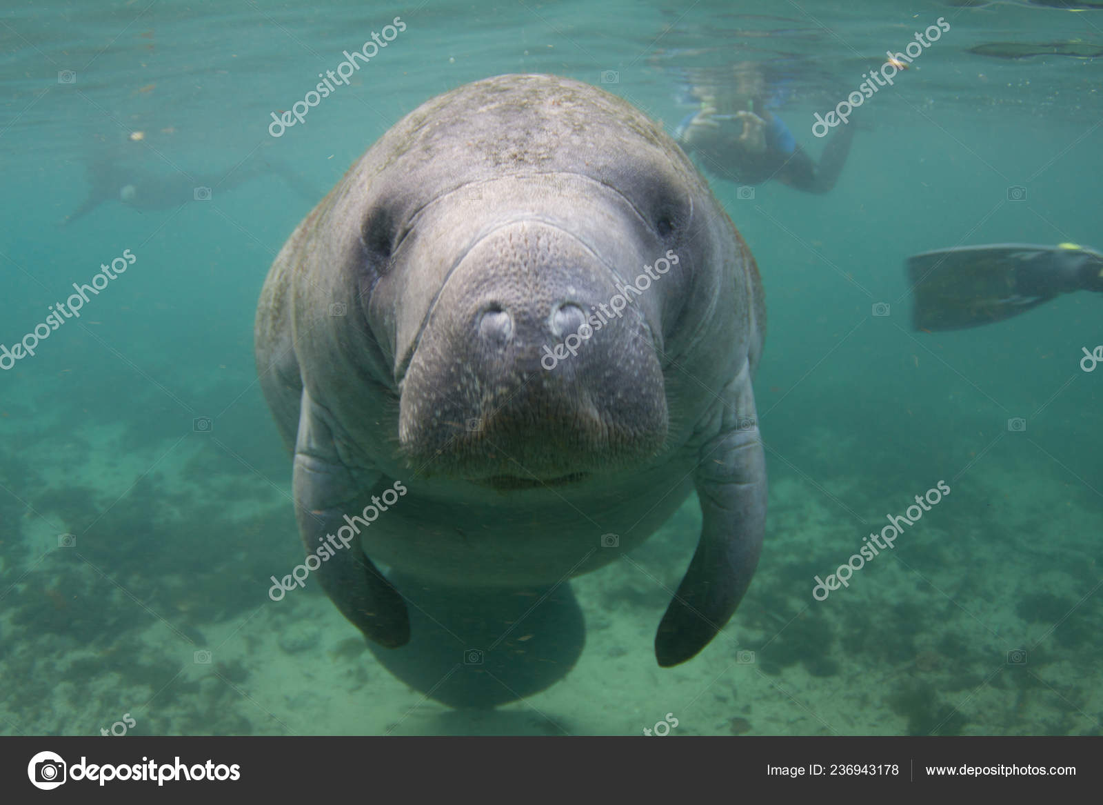 Endangered Florida Manatee Underwater Snorkelers Background — Stock ...