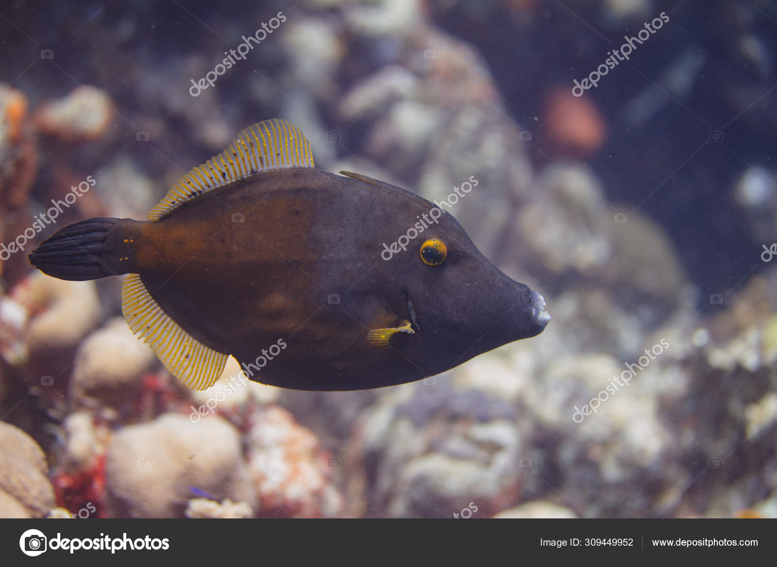 White Spotted Filefish