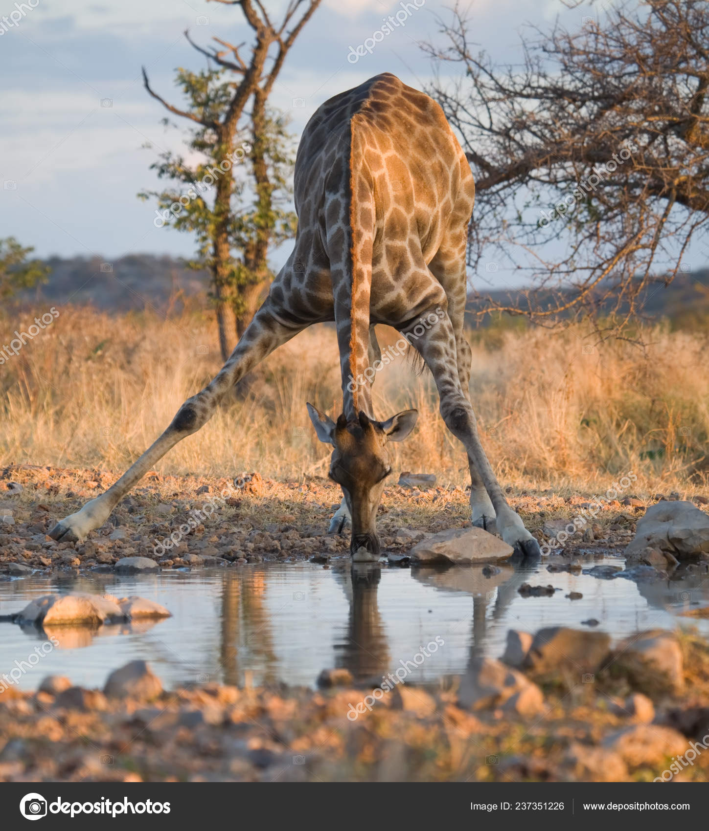 Giraffe Drinking Water Picture Wildlife — Stock Photo © KirillDorofeev #237351226