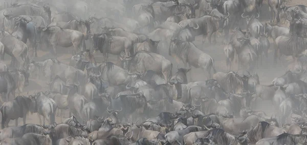 Herd migration images libres de droit, photos de Herd migration ...