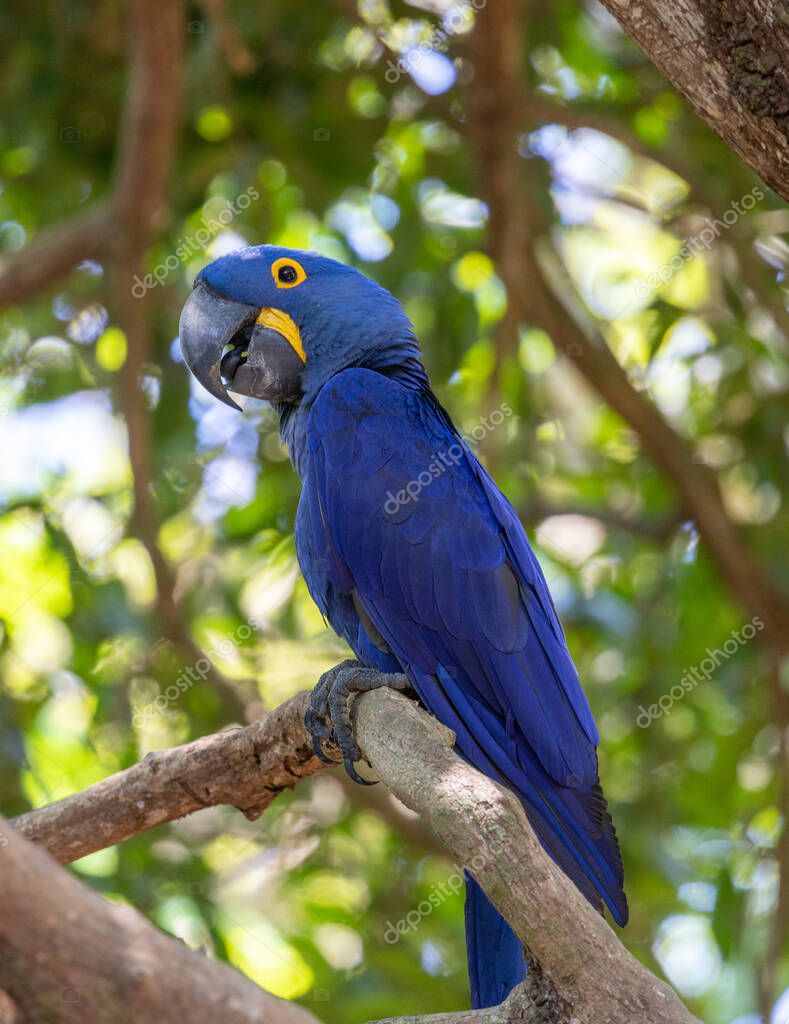 Esta es una foto del famoso loro guacamayo (ara parrot). Foto tomada en ...