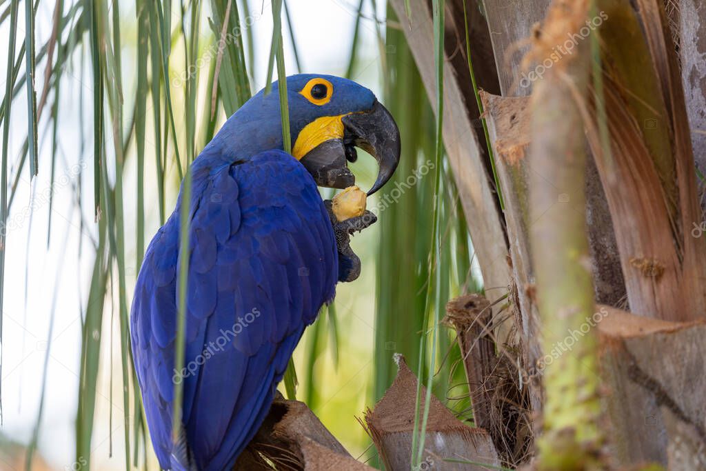 Esta es una foto del famoso loro guacamayo (ara parrot). Foto tomada en ...
