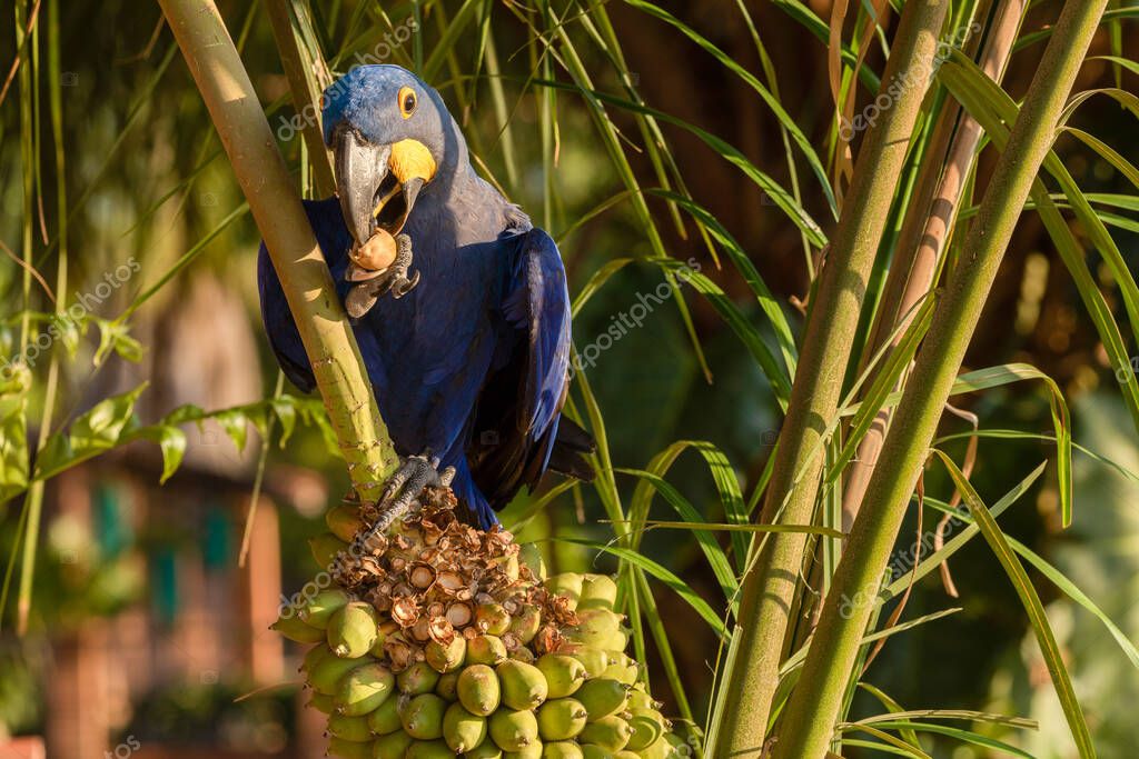 Esta es una foto del famoso loro guacamayo (ara parrot). Foto tomada en ...
