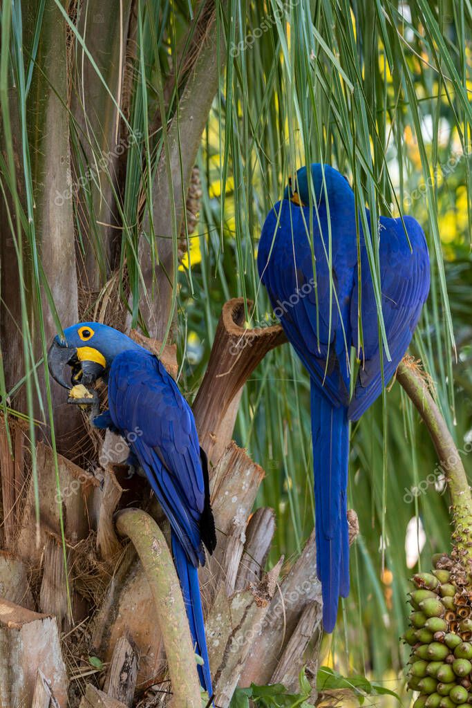 Esta es una foto del famoso loro guacamayo (ara parrot). Foto tomada en ...