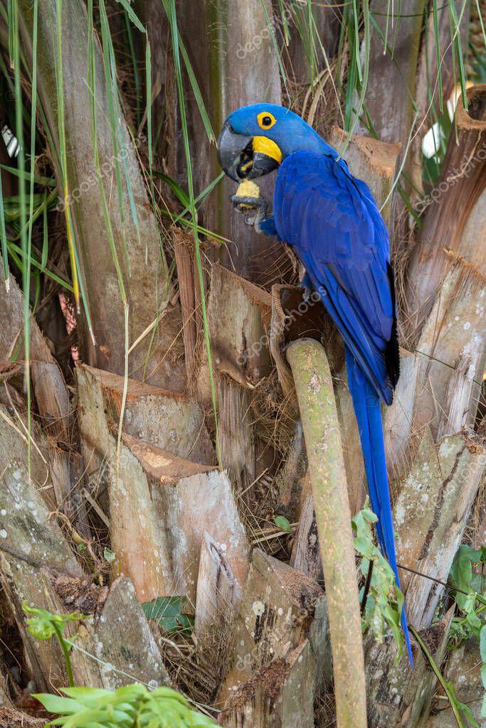 Esta es una foto del famoso loro guacamayo (ara parrot). Foto tomada en ...