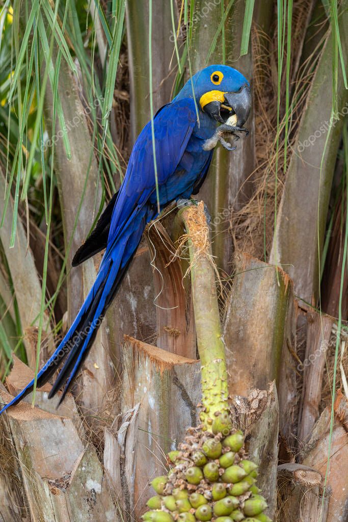 Esta es una foto del famoso loro guacamayo (ara parrot). Foto tomada en ...